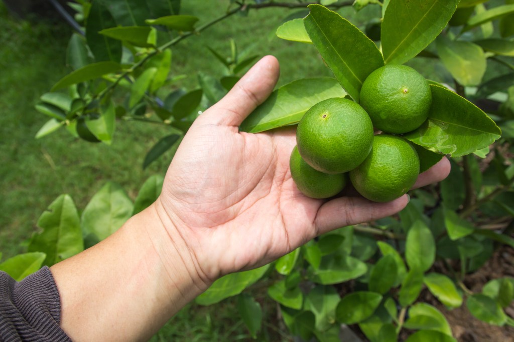 Our Process – Australian Black Limes |Home